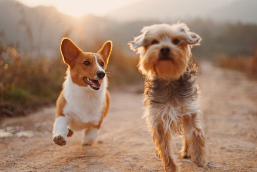 7 redenen waarom je een hond als huisdier moet nemen - Huisdier Maatjes 7 redenen waarom je een hond als huisdier moet nemen - Huisdier Maatjes