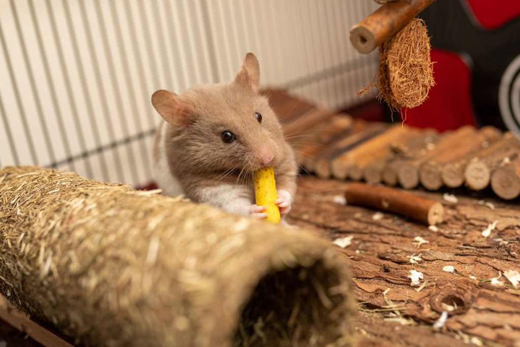 Beste hamsterkooi 2026 - Koopgids en onze Top 7 - Huisdier Maatjes