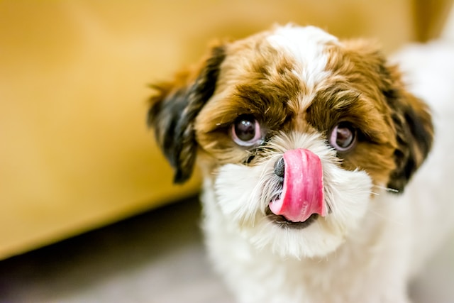 Beste puppy voer 2023 - De juiste voeding voor je puppy - Huisdier Maatjes